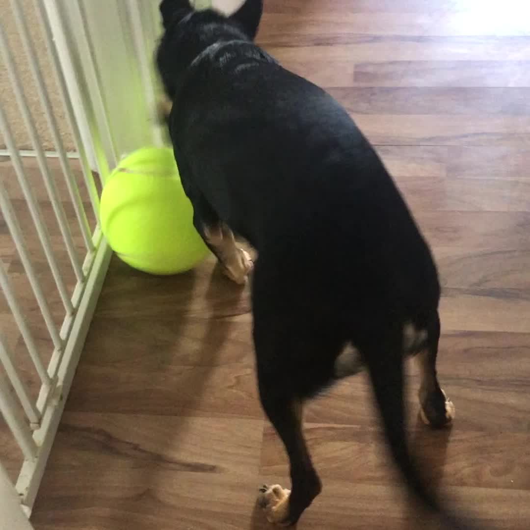 Raw Roo Dog Food - Kangaroo Essentials | Raw & Fresh