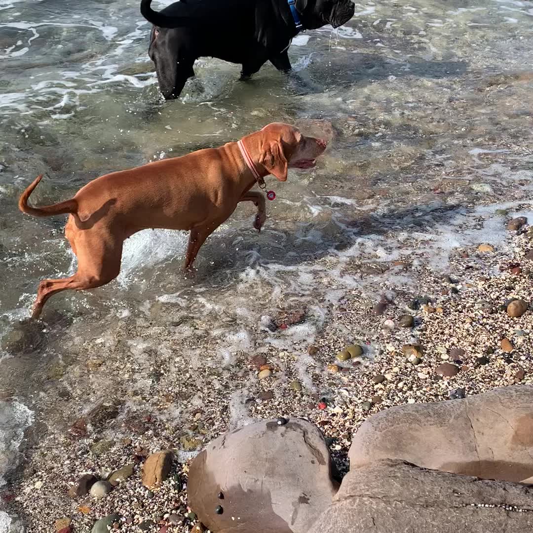 Are Roo Tails Good For Dogs