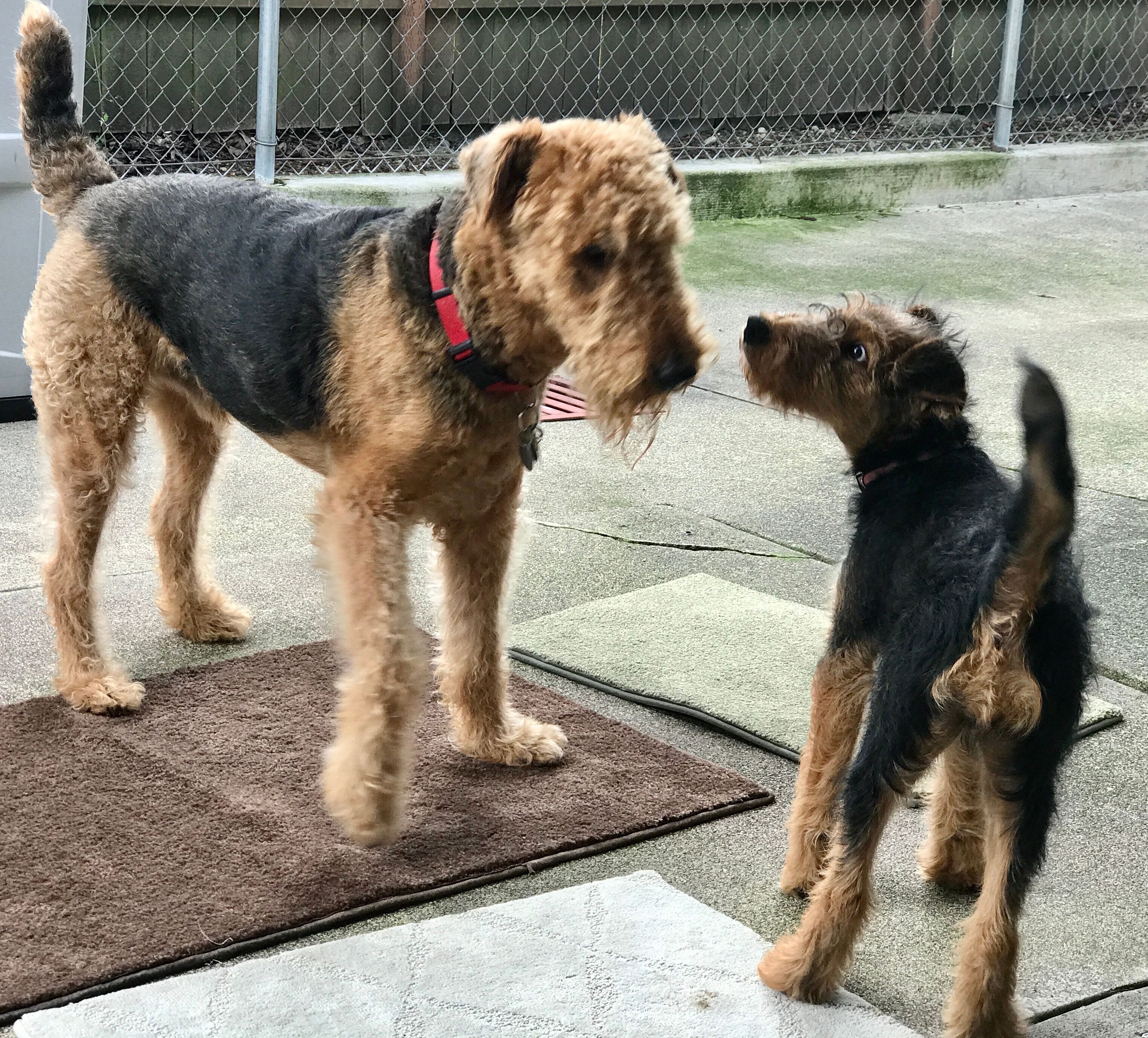 Are Carrots Good For A Airedale Terrier
