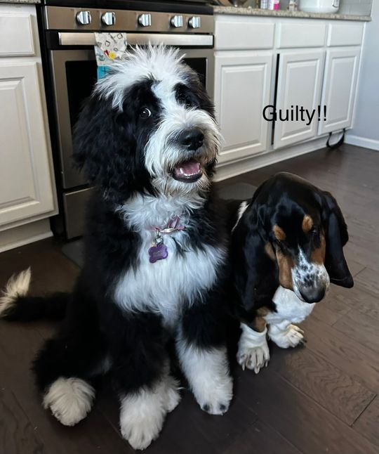 Zero Shorts 9 Inch –ZERO FOXTROT