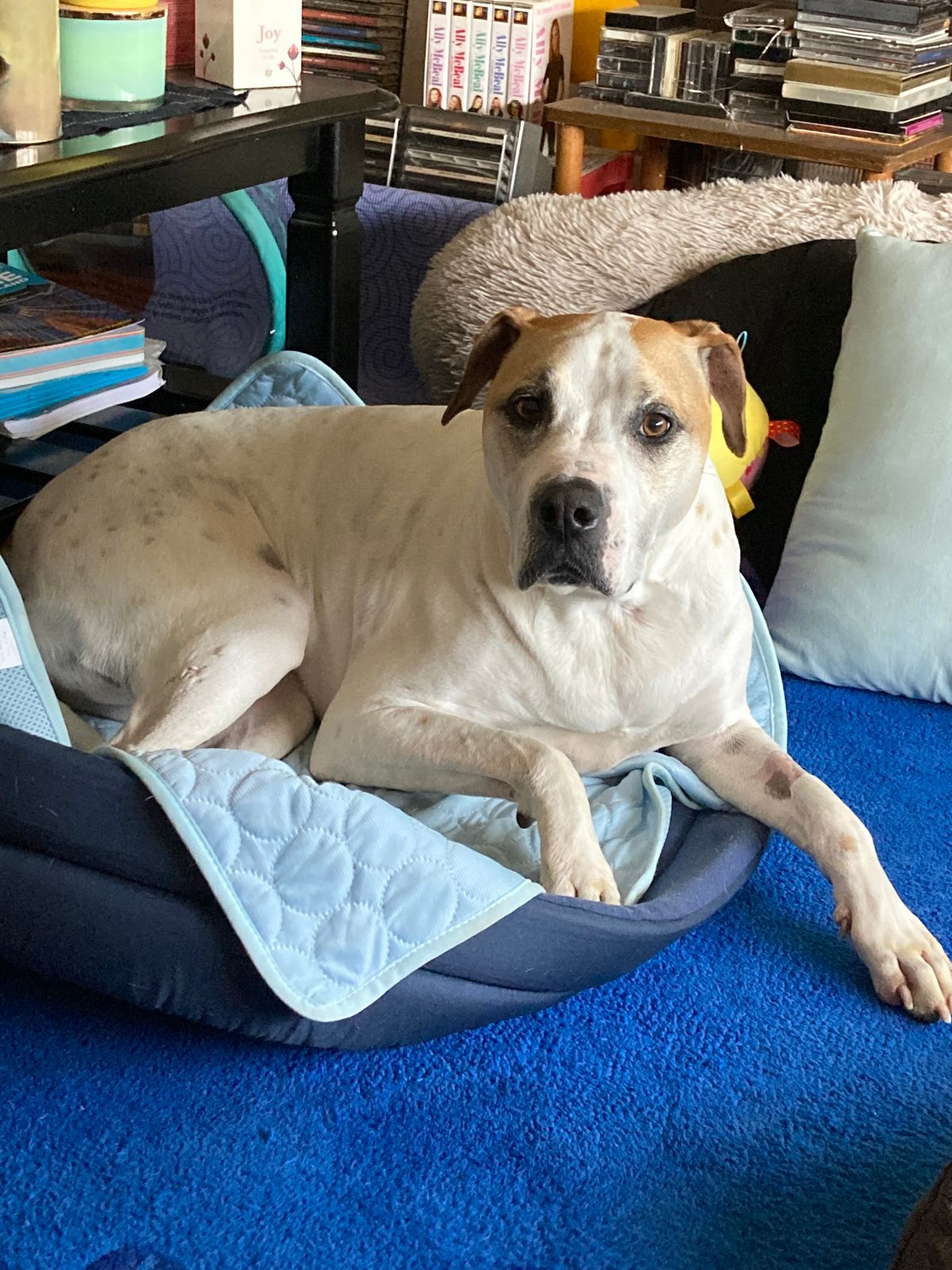 AAFCO Complete & Balanced Roo Raw Dog Food