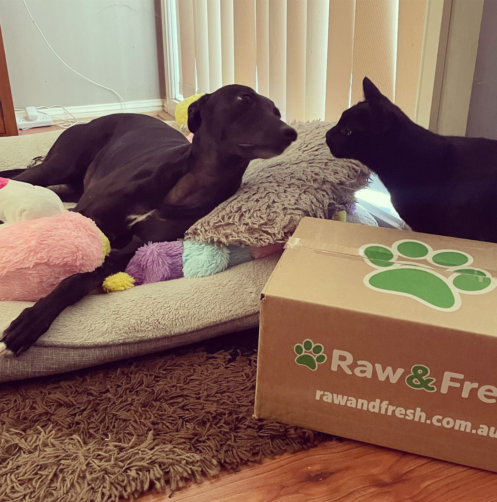 Chicken Essentials Raw Dog Food - Home Delivered | Raw & Fresh