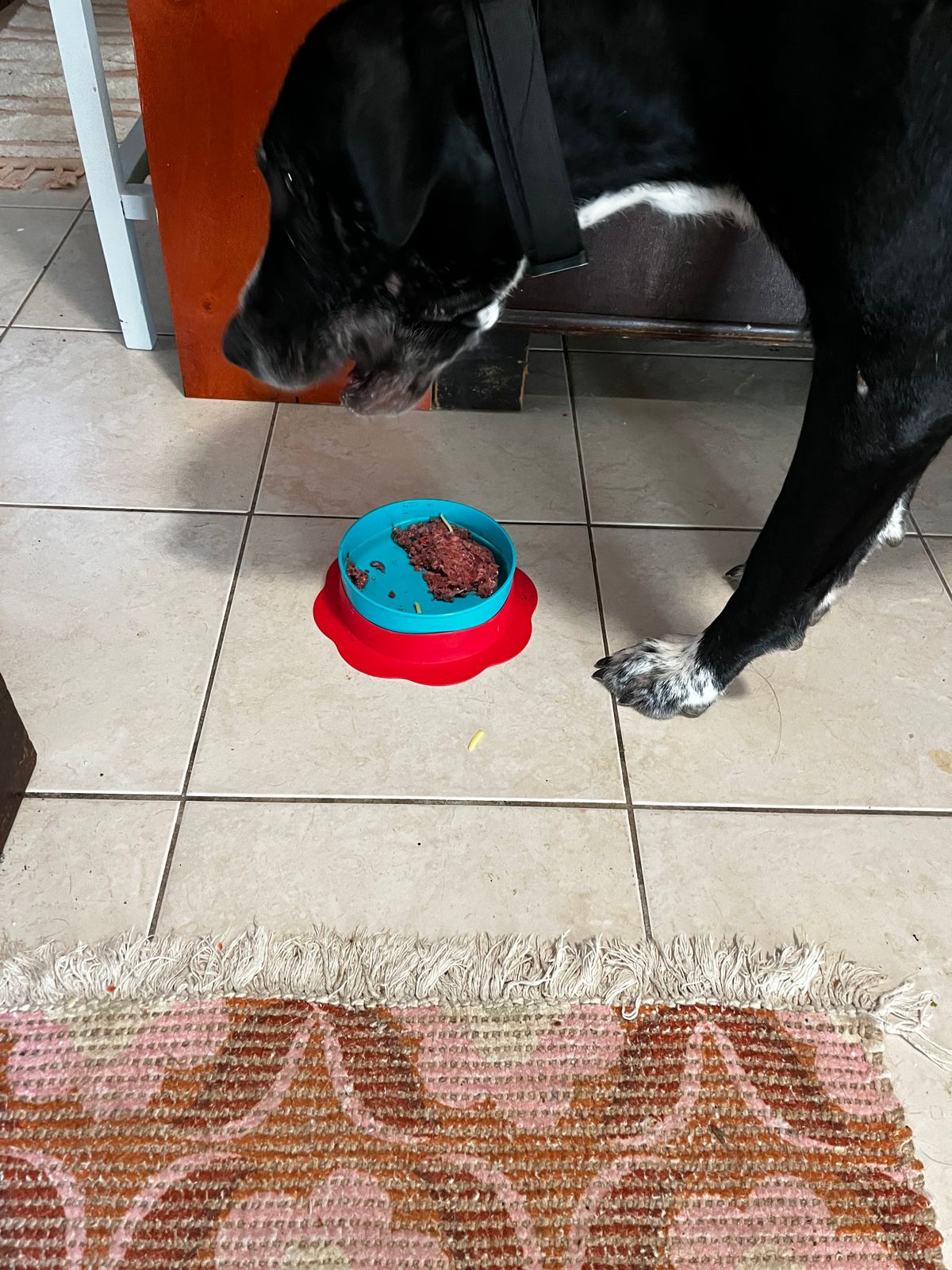 Buy AAFCO Complete & Balanced Raw Beef Dog Food