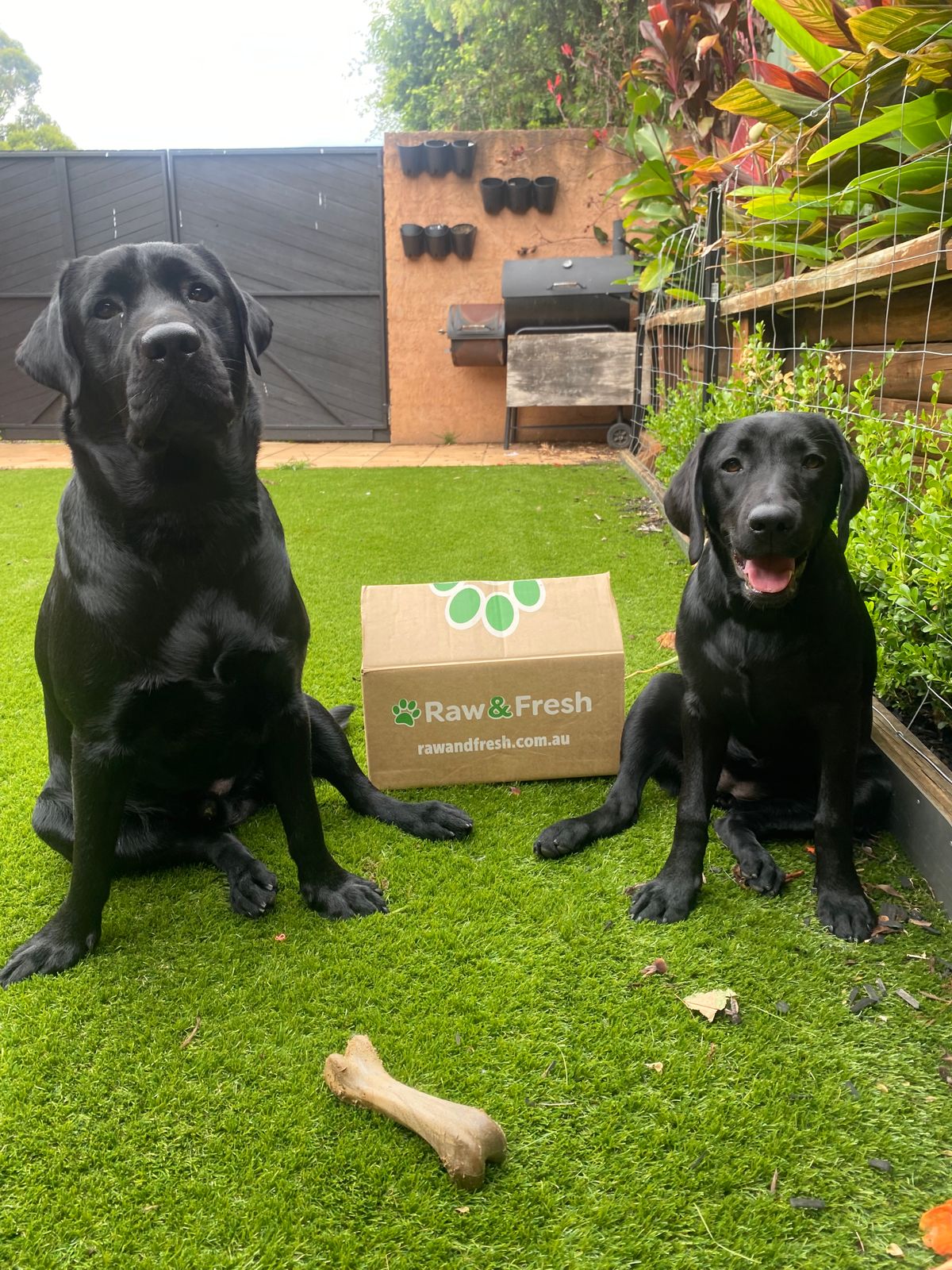 Complete & Balanced Raw Beef Recipe for Dogs (AAFCO Standard)