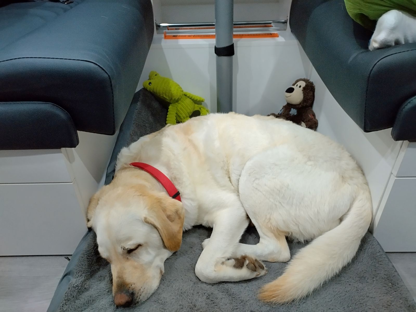 Raw Chicken For Dogs - 2.5kg Bulk Pack Home Delivered | Raw & Fresh