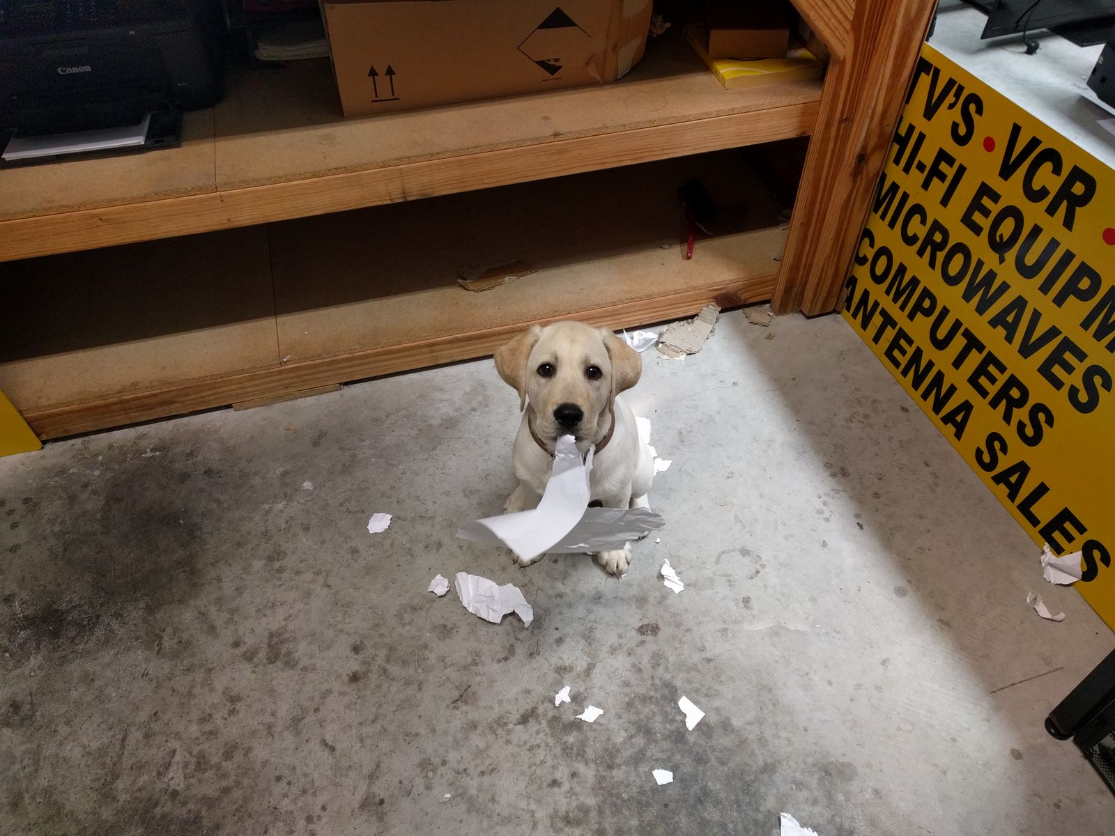 Raw Chicken For Dogs - 2.5kg Bulk Pack Home Delivered | Raw & Fresh