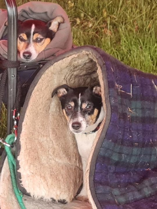 Raw Roo Dog Food - Kangaroo Essentials | Raw & Fresh