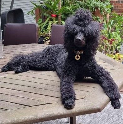 Dehydrated Kangaroo Jerky Chunks - 100% Pure | Raw & Fresh