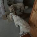 Bulk Raw Kangaroo Meat For Dogs - Order Online | Raw & Fresh