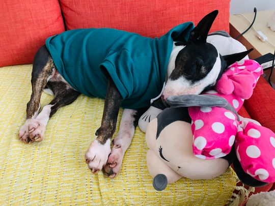 Raw Chicken For Dogs - 2.5kg Bulk Pack Home Delivered | Raw & Fresh