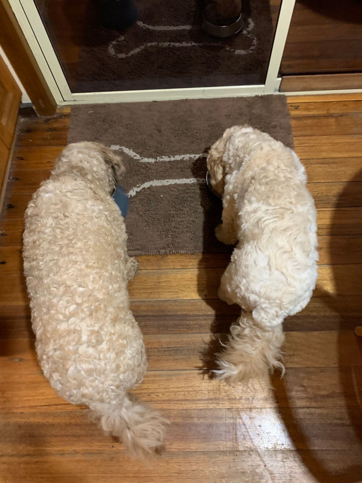 Bulk Raw Kangaroo Meat For Dogs - Order Online | Raw & Fresh