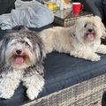 Bulk Raw Kangaroo Meat For Dogs - Order Online | Raw & Fresh