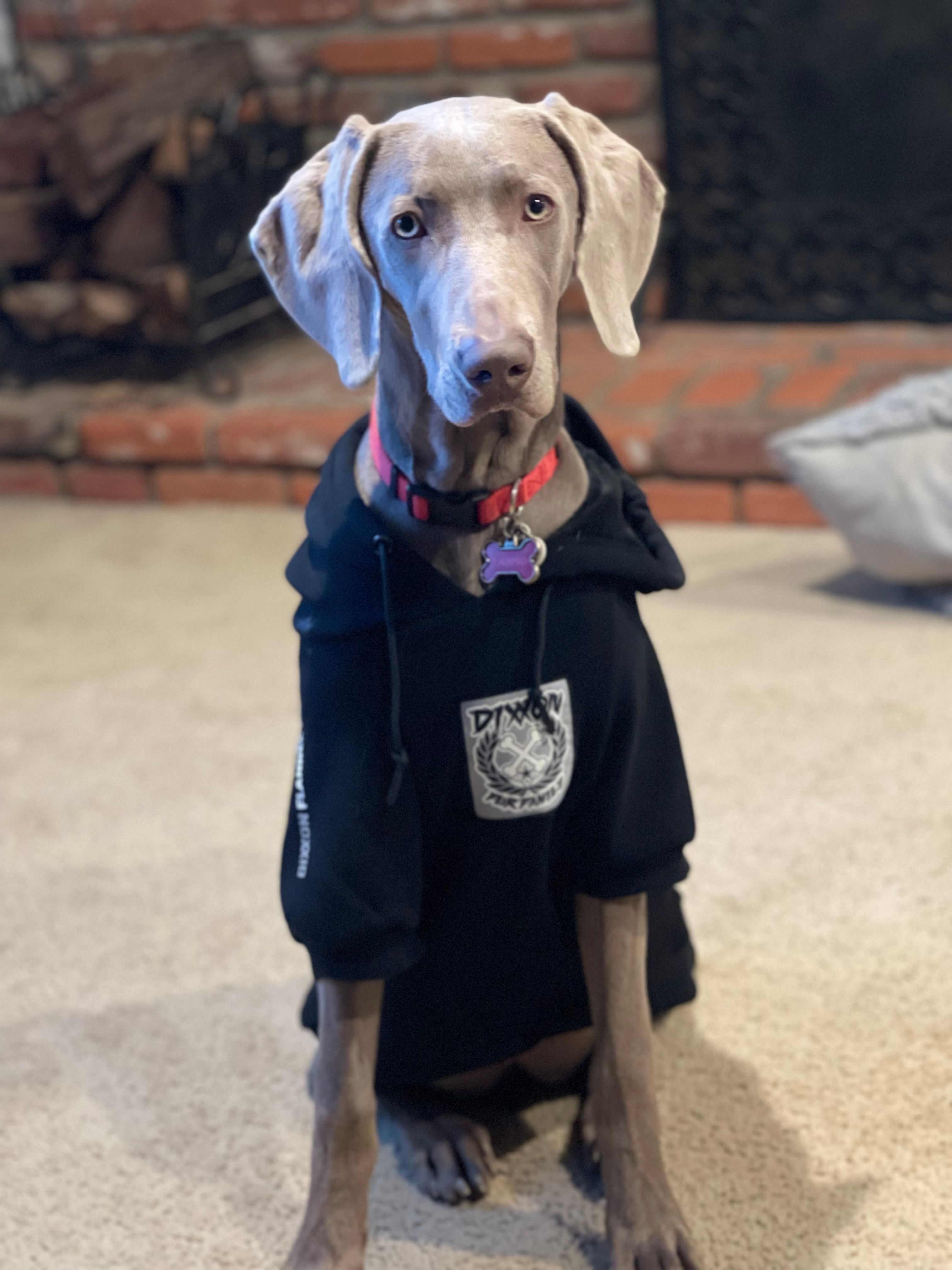 Weimaraner Costumes