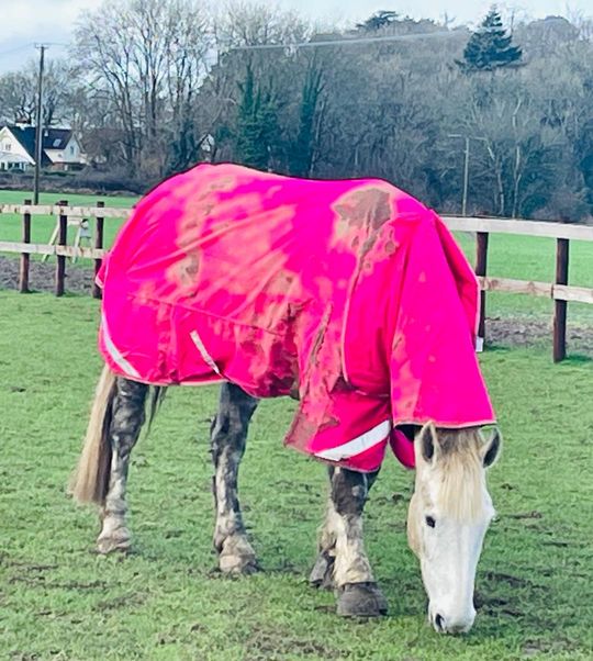 100g Detachable Neck Turnout Rug - Pink | Swish Equestrian
