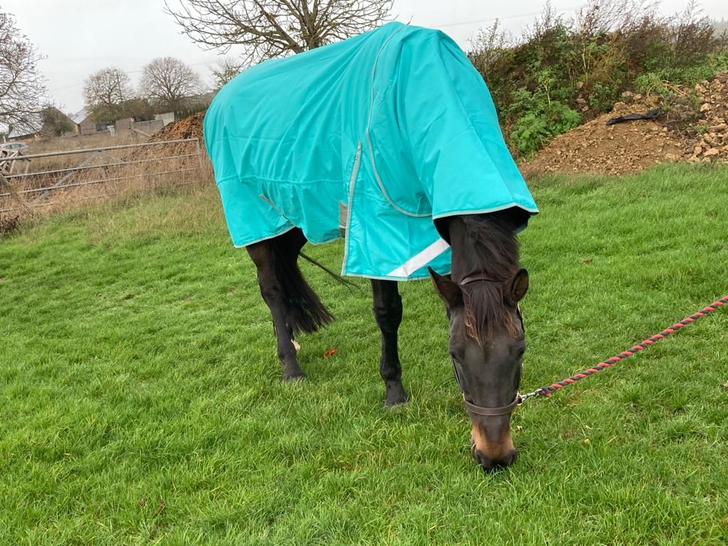 0g Detachable Neck Turnout Rug - Purple | Swish Equestrian