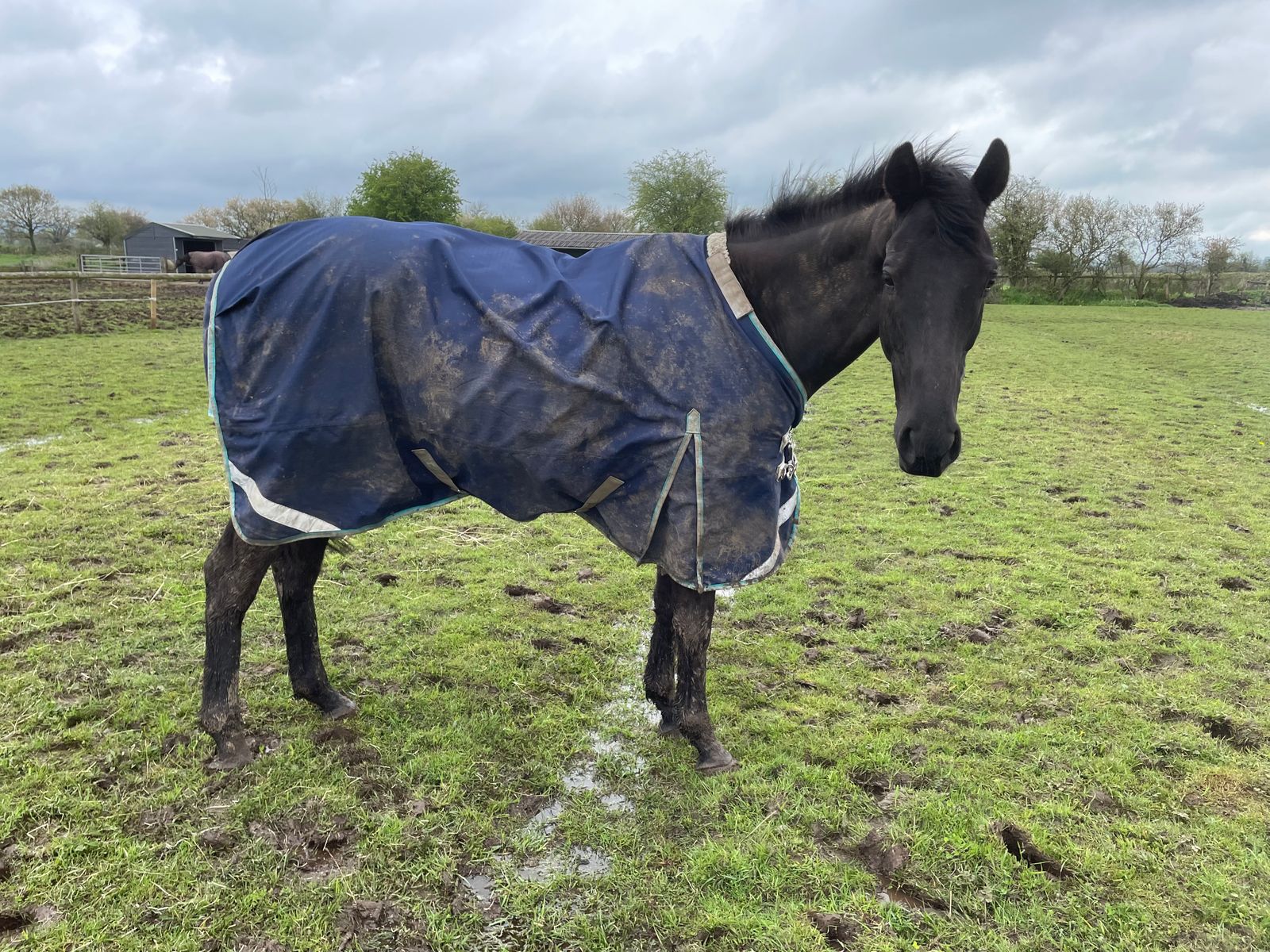 50g Detachable Neck Turnout Rug - Navy | Swish Equestrian