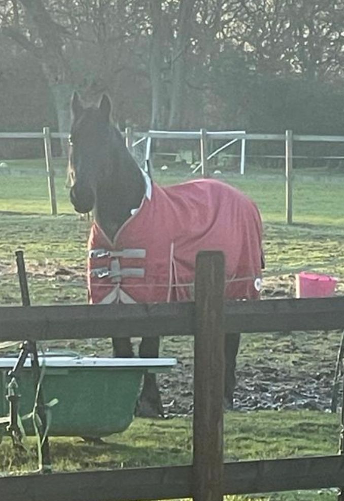 100g Detachable Neck Turnout Rug - Red | Swish Equestrian
