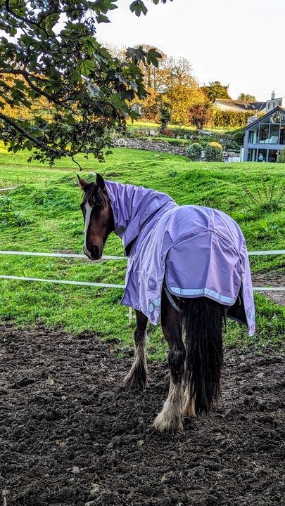 0g Detachable Neck Turnout Rug - Violet | Swish Equestrian