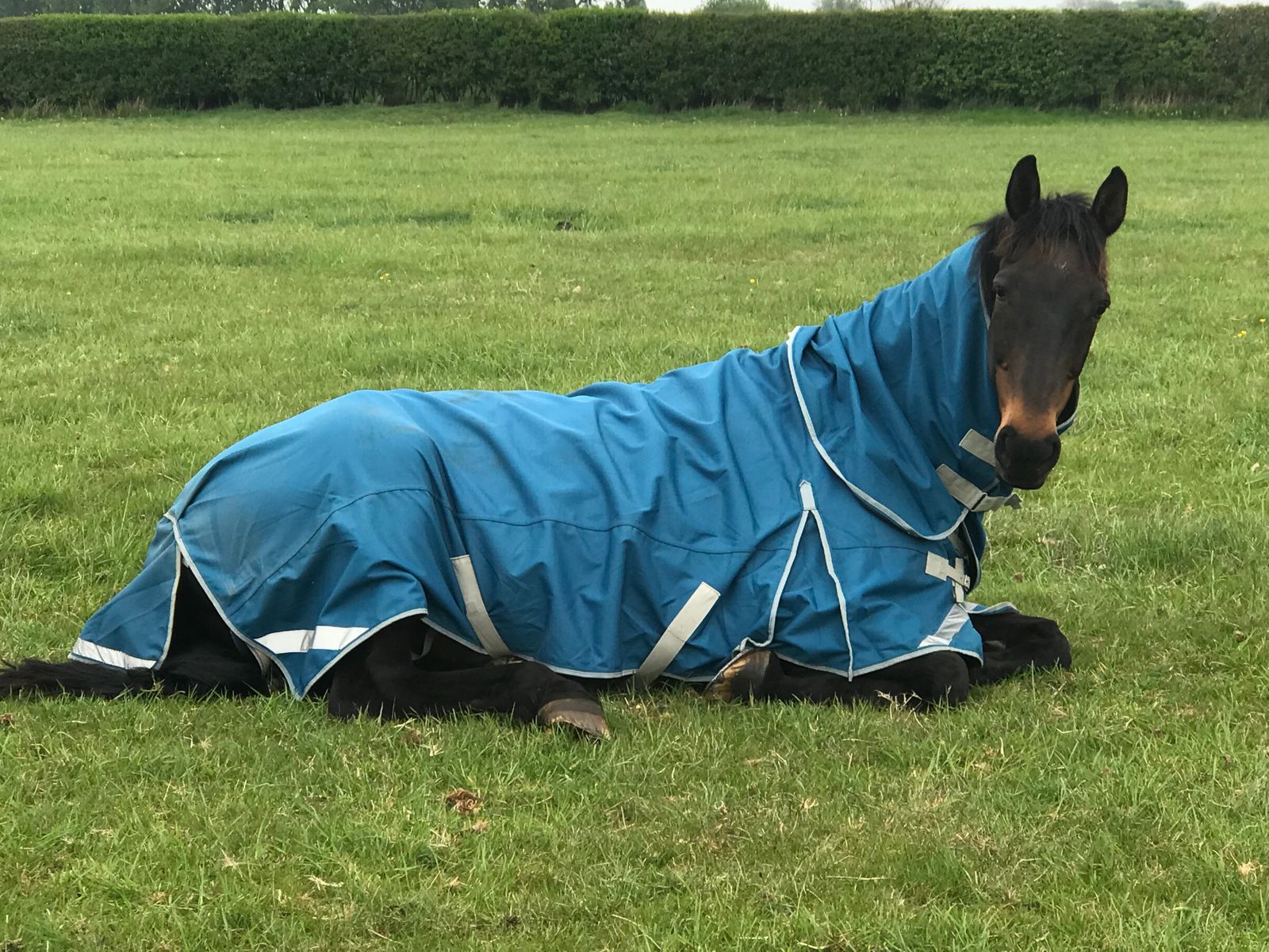 0g Detachable Neck Turnout Rug - Purple | Swish Equestrian