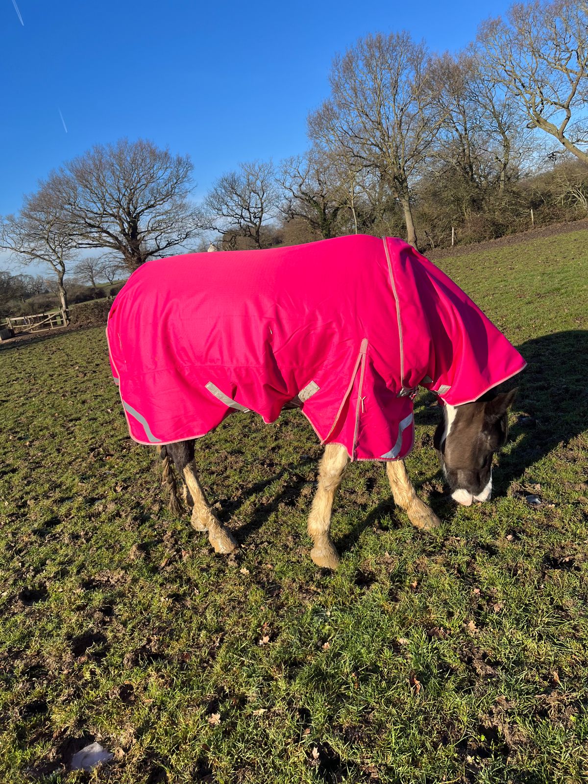 100g Detachable Neck Turnout Rug - Pink | Swish Equestrian