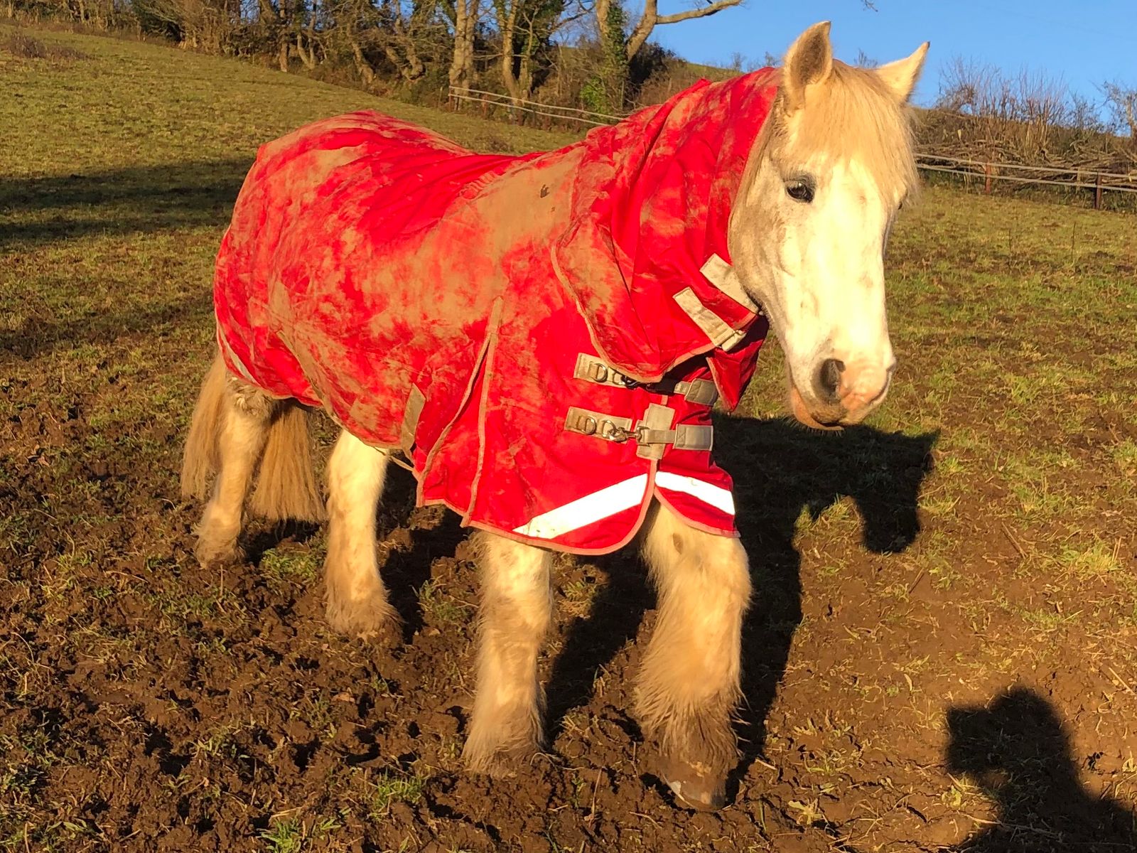100g Detachable Neck Turnout Rug - Red | Swish Equestrian