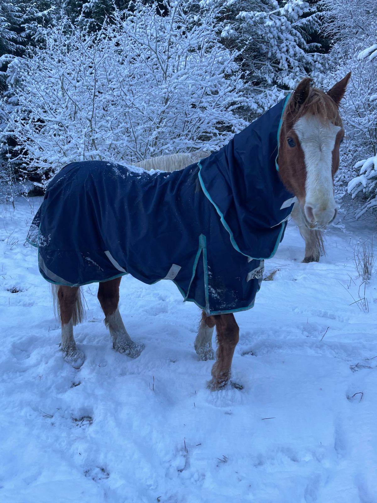 50g Detachable Neck Turnout Rug - Navy | Swish Equestrian