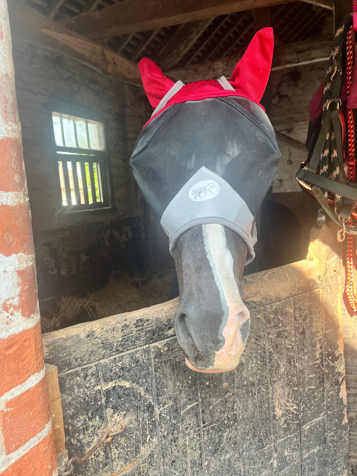 Horse Fly Mask - Red | Swish Equestrian