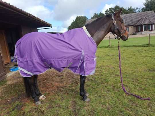 0g Detachable Neck Turnout Rug - Purple | Swish Equestrian