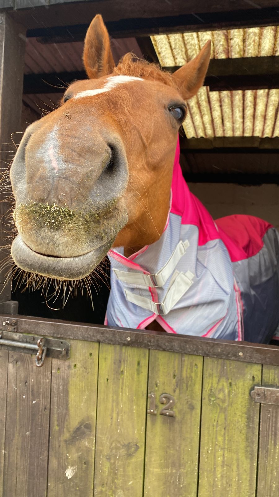 Fly Turnout Combination Rug - Pink | Swish Equestrian