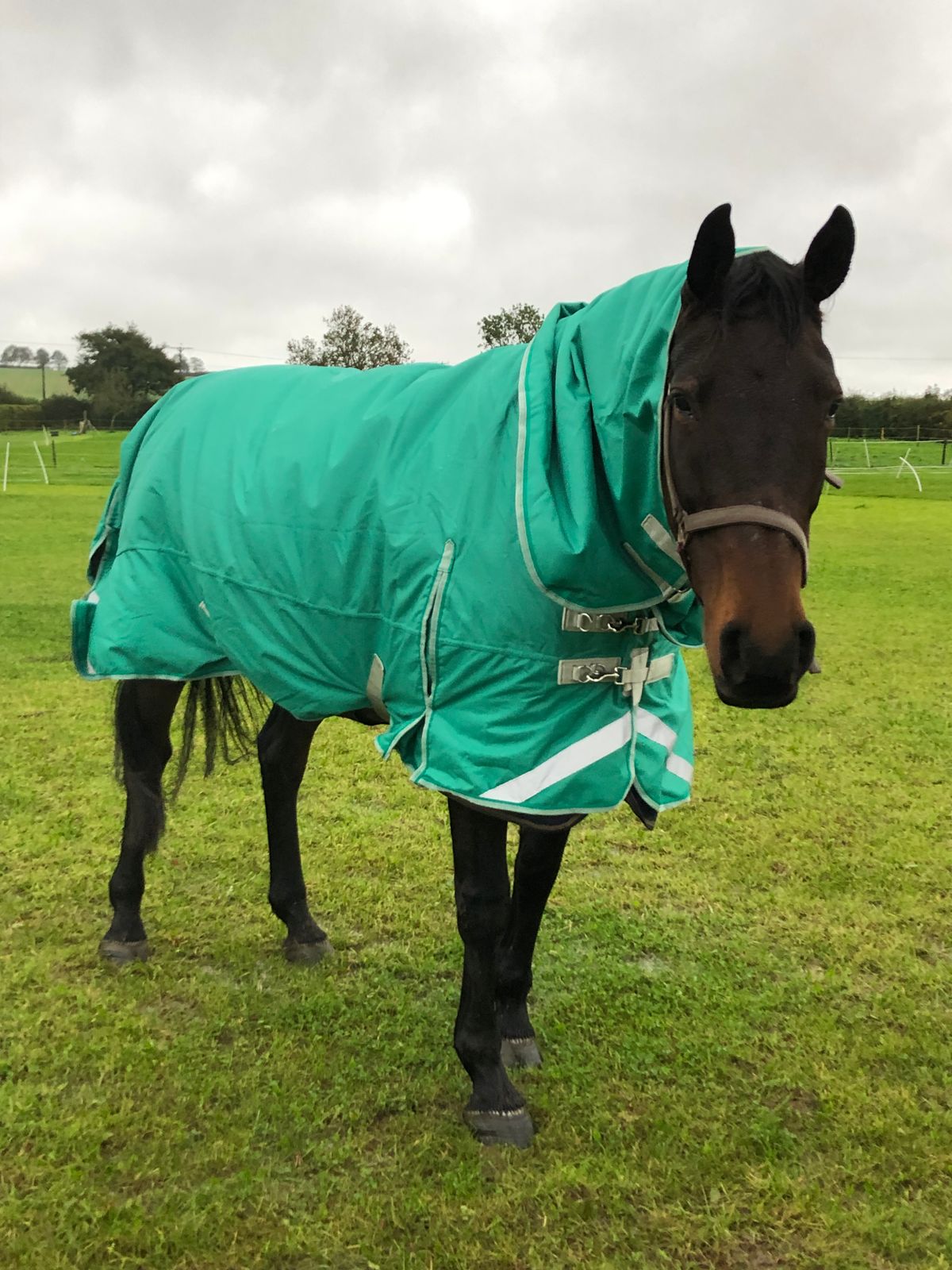 50g Detachable Neck Turnout Rug - Green | Swish Equestrian