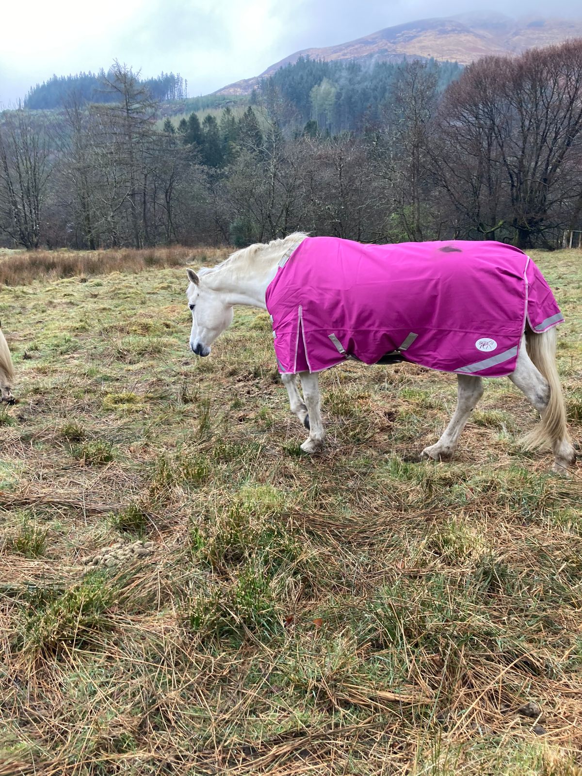 Plastic Coated Fillet String | Swish Equestrian