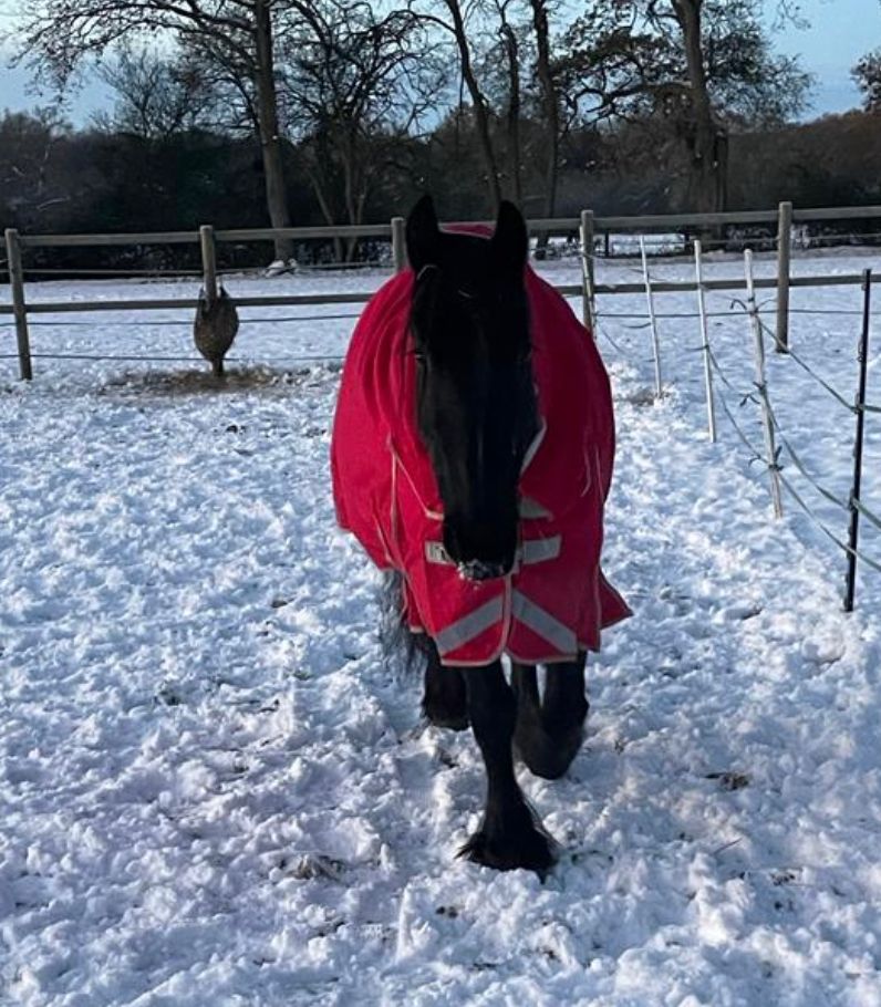 100g Detachable Neck Turnout Rug - Red | Swish Equestrian