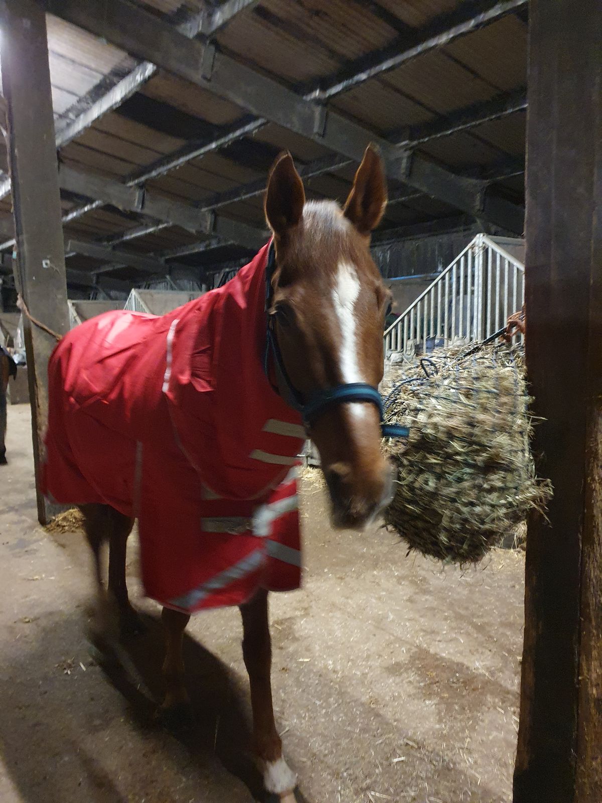 100g Detachable Neck Turnout Rug - Red | Swish Equestrian
