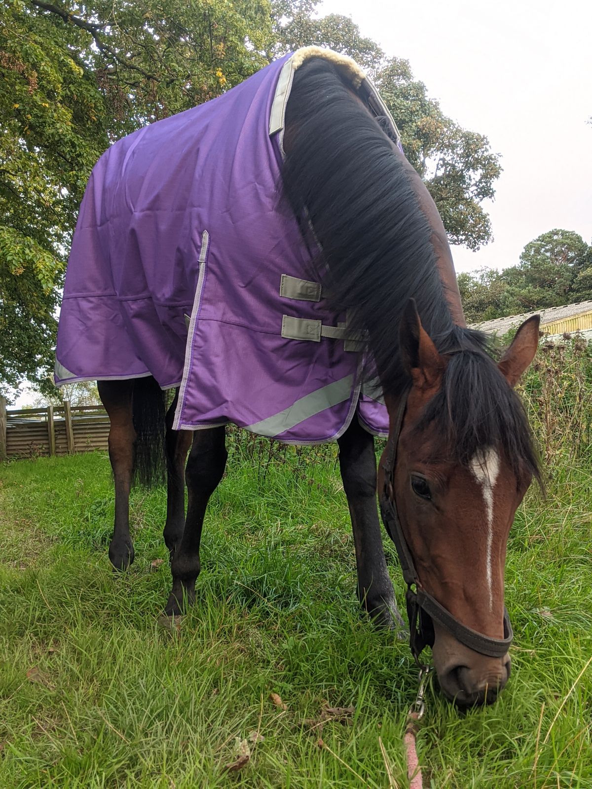 0g Detachable Neck Turnout Rug - Purple | Swish Equestrian