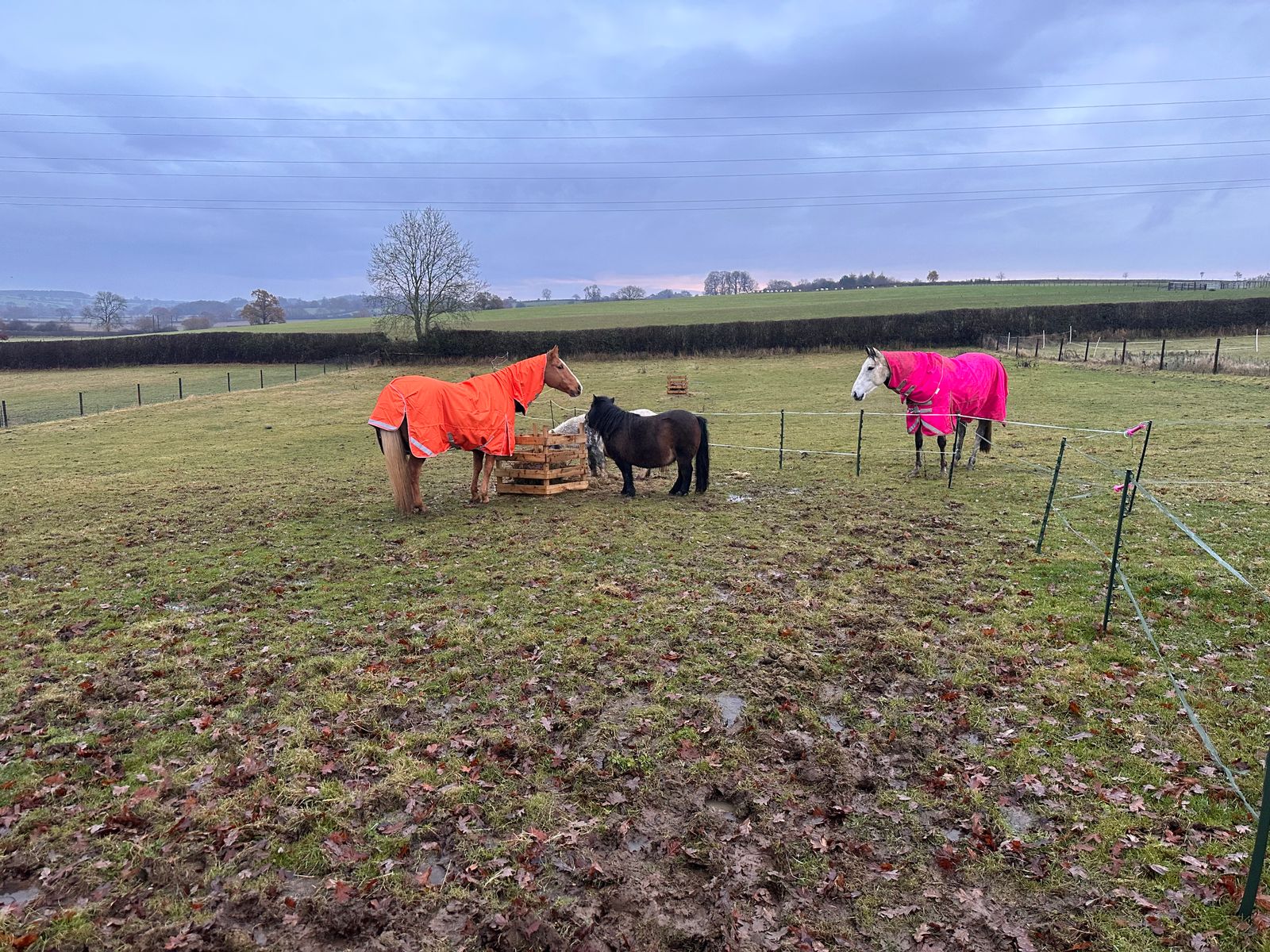 100g Detachable Neck Turnout Rug - Pink | Swish Equestrian