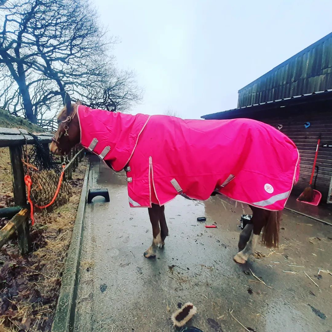 100g Detachable Neck Turnout Rug - Pink | Swish Equestrian