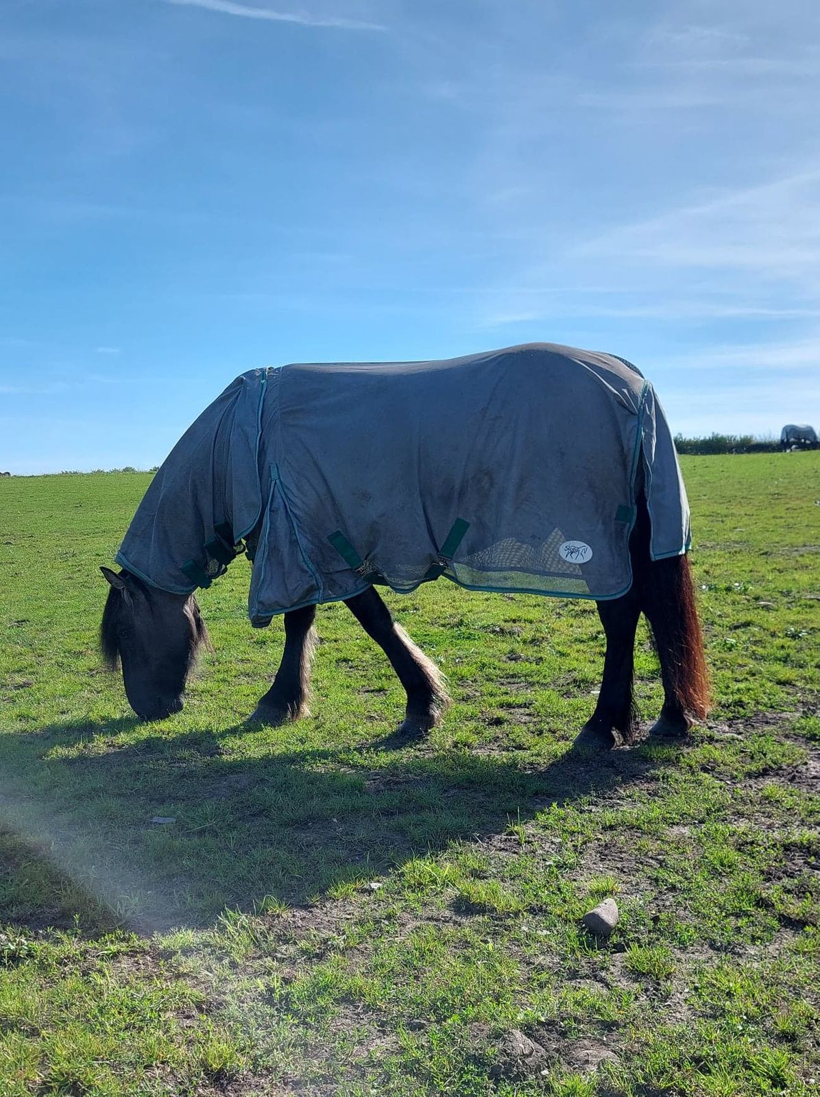 Mesh Fly Rug - Grey/Green | Swish Equestrian