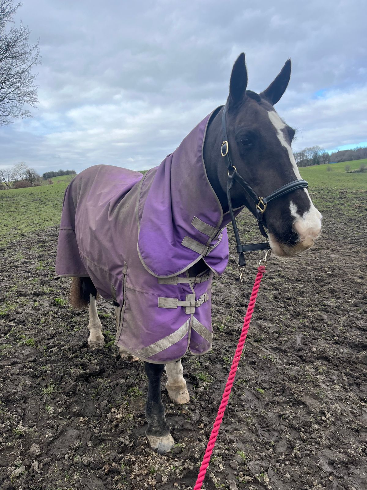 0g Detachable Neck Turnout Rug - Purple | Swish Equestrian