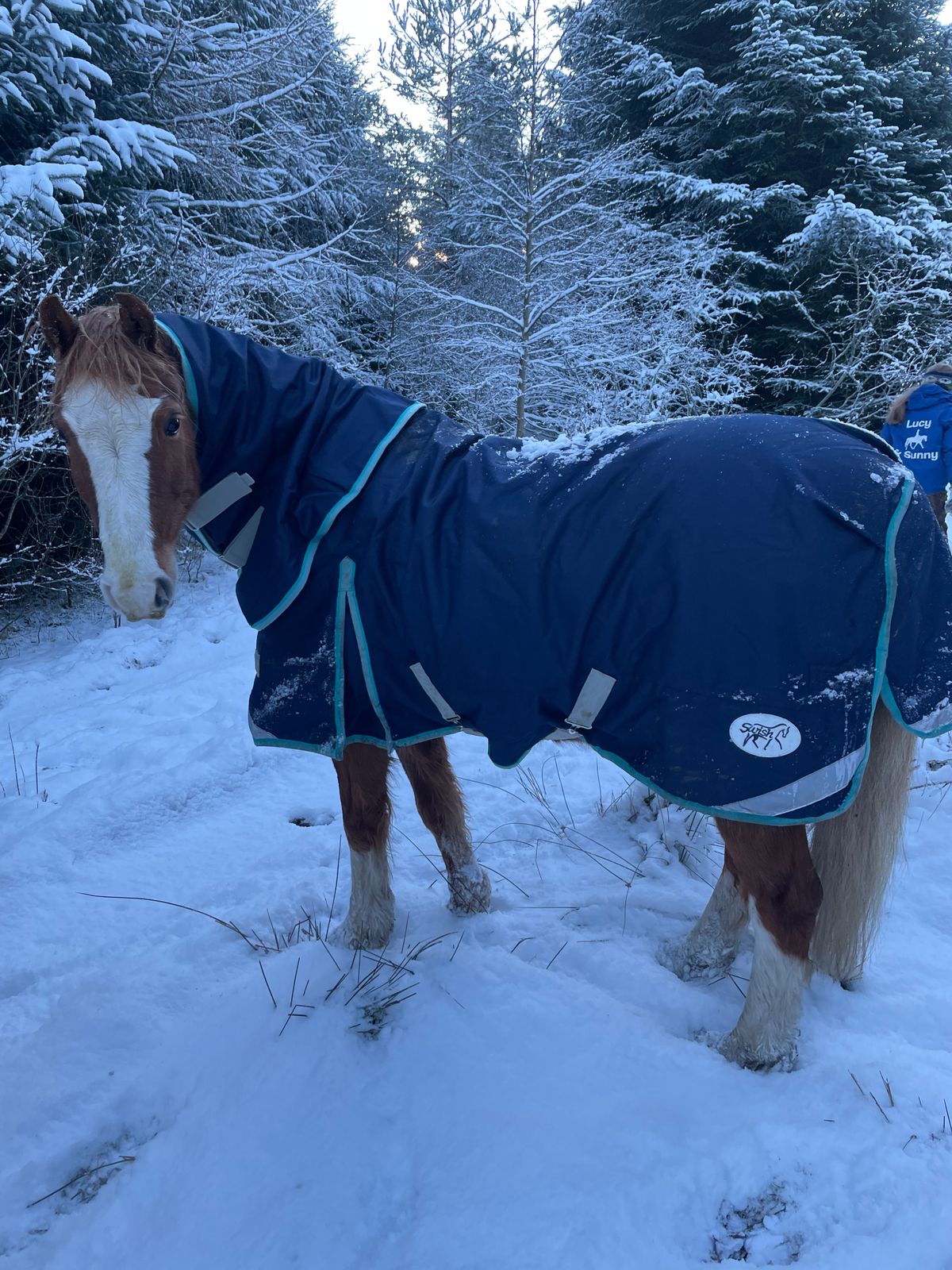 50g Detachable Neck Turnout Rug - Navy | Swish Equestrian