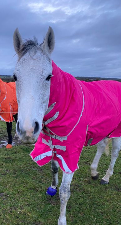 200g Detachable Neck Turnout Rug - Pink | Swish Equestrian