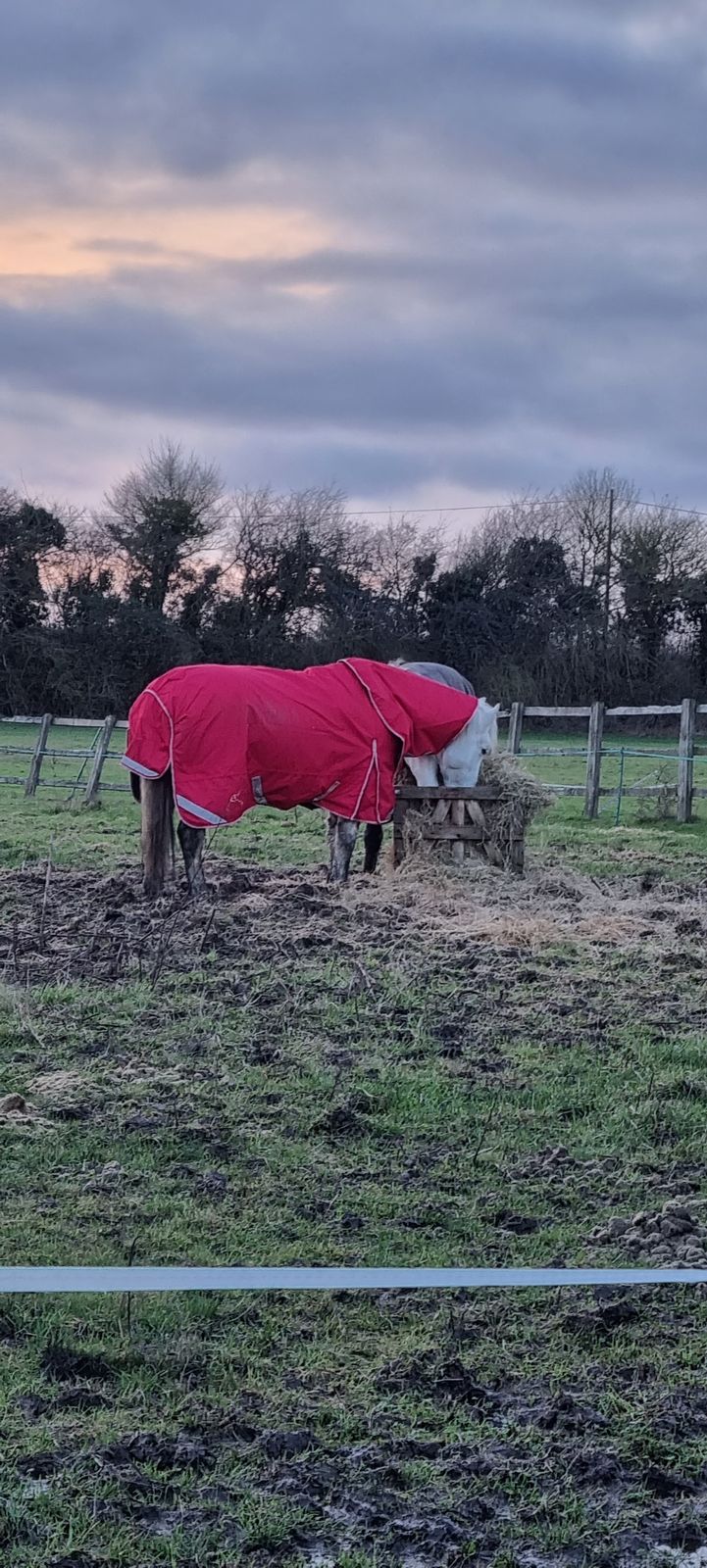 100g Detachable Neck Turnout Rug - Red | Swish Equestrian