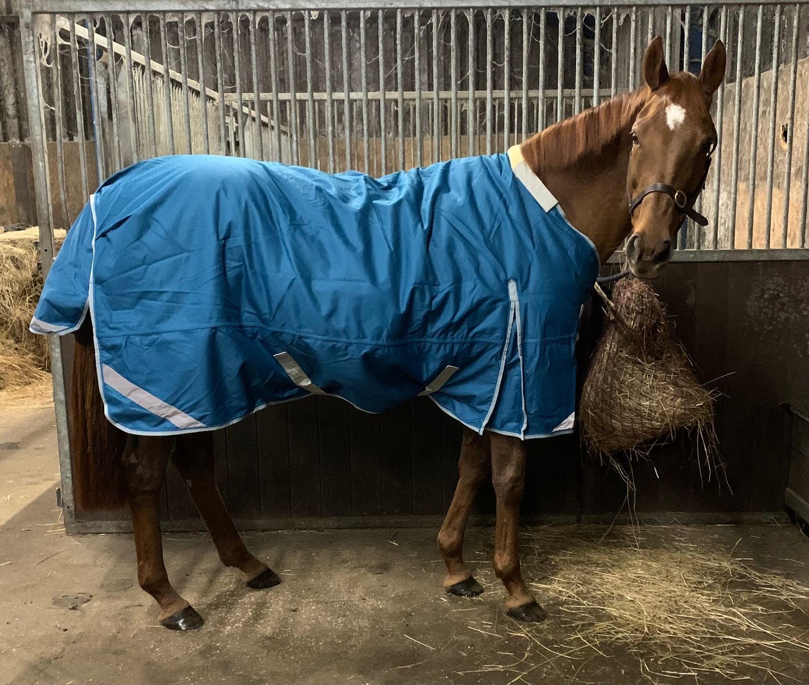 300g Turnout Rug With Detachable Neck - Turqouise | Swish Equestrian