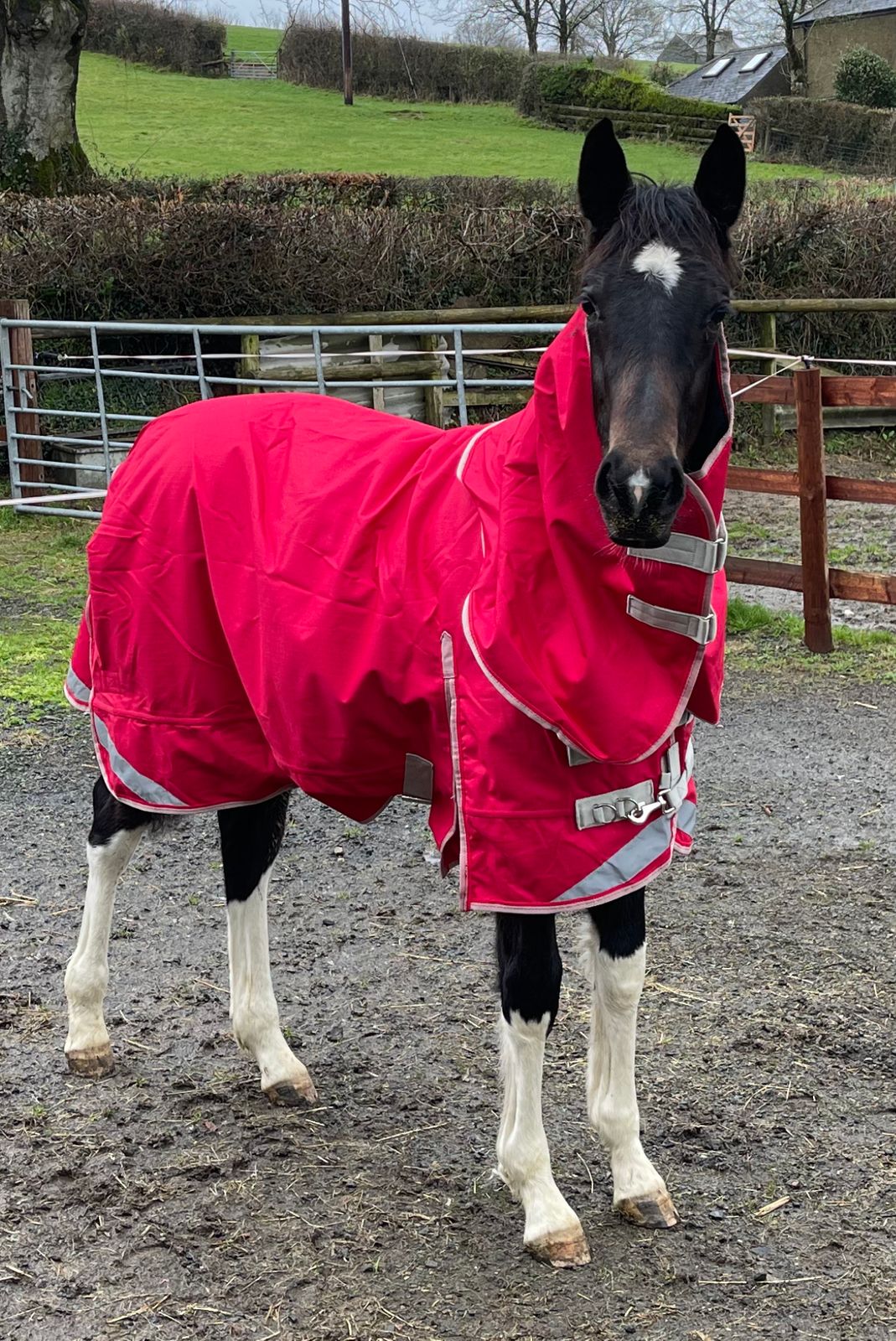 100g Detachable Neck Turnout Rug - Red | Swish Equestrian