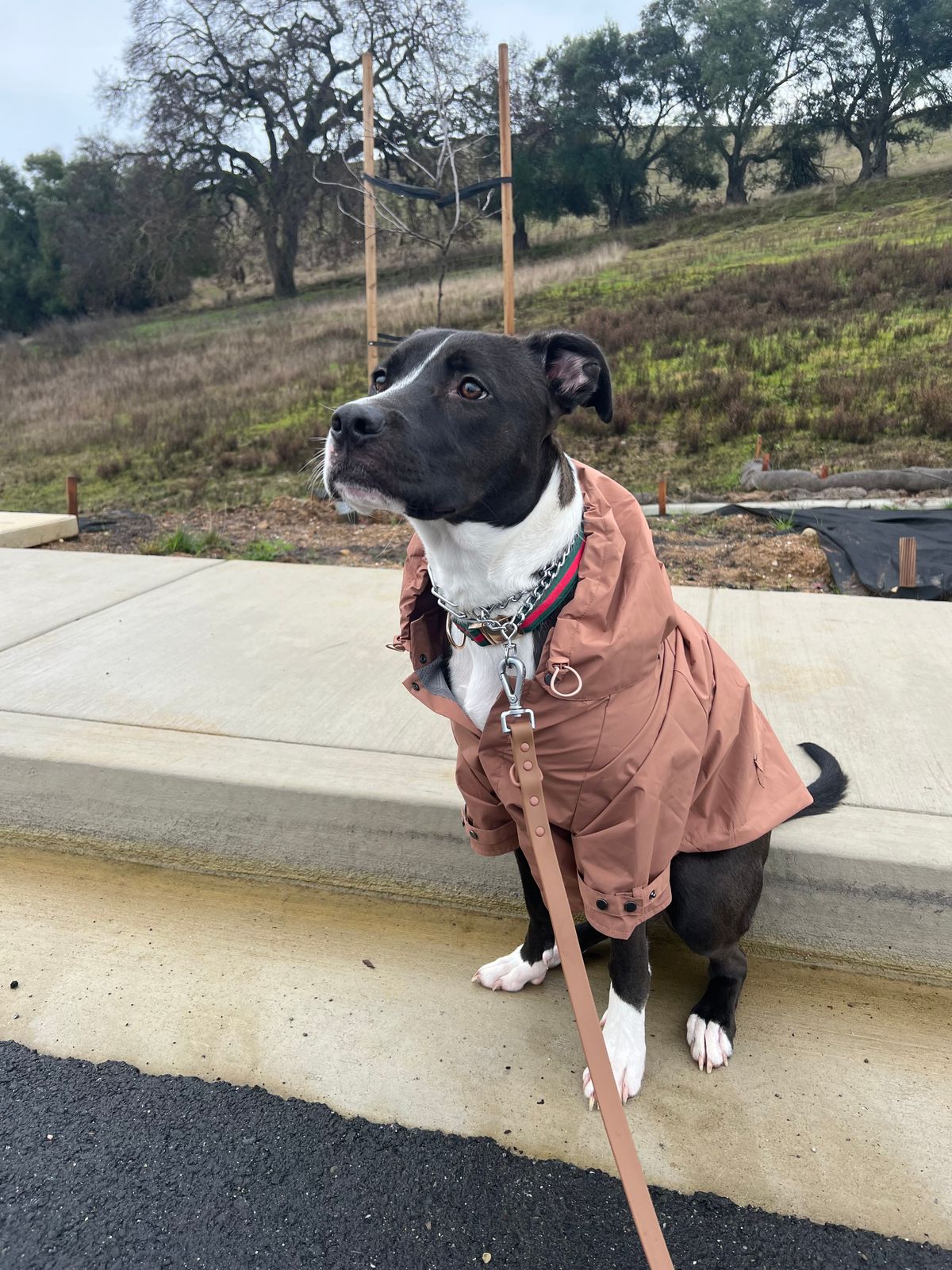 Bestselling Dog Raincoat Talon - water repellant | maxbone