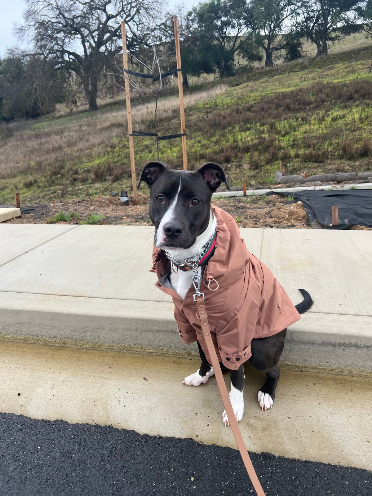 Bestselling Dog Raincoat Talon - water repellant | maxbone