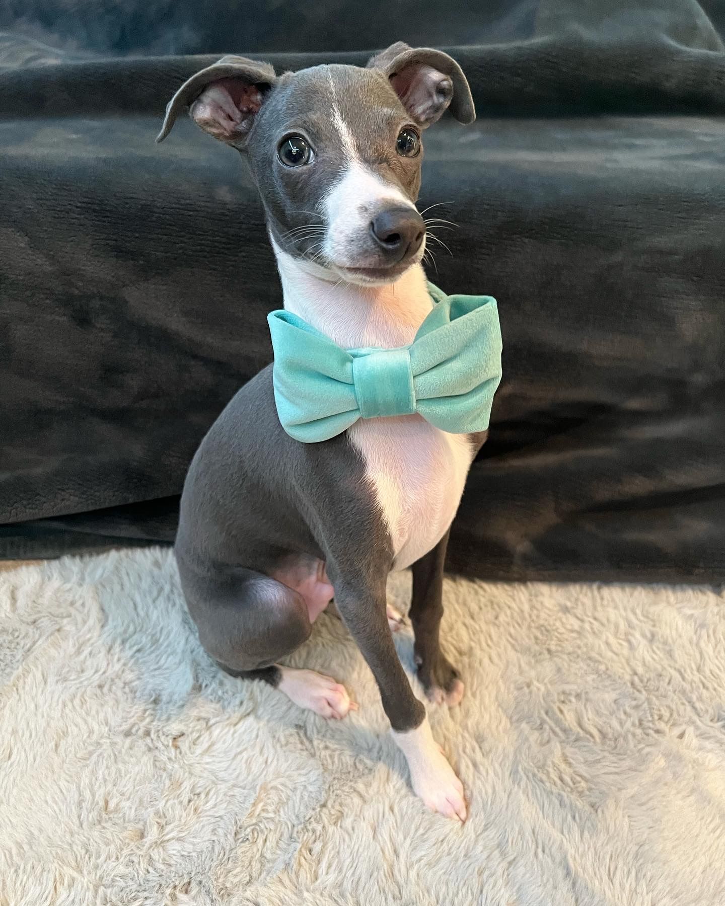 Are Pig Ears Bad For A Italian Greyhound