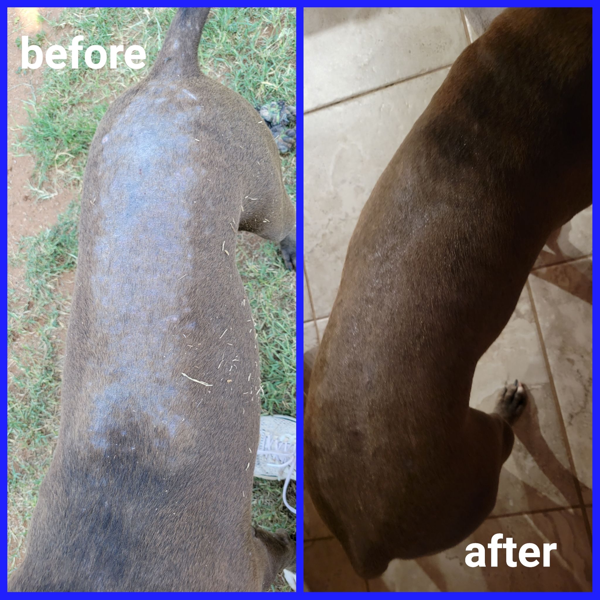 Dry Spots On Dogs Tunersread