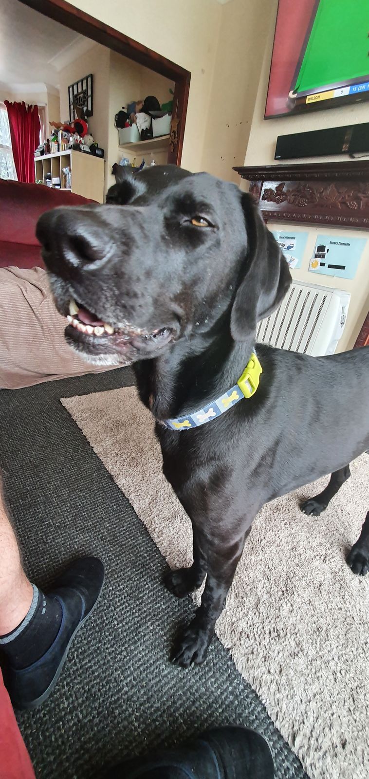 Harringtons Dry Dog Food | Rich in Lamb and Rice | 1.7kg