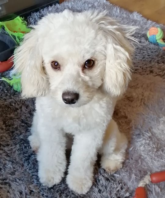 Grain Free Meaty Selection Wet Dog Food Bumper Pack 16 x 400g