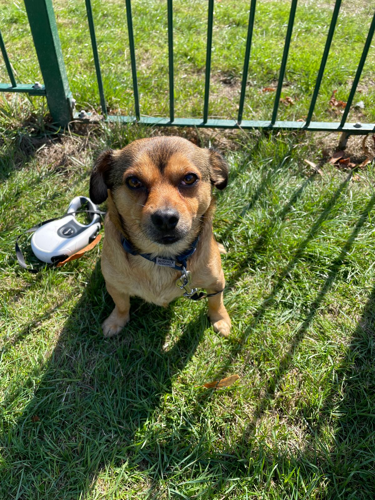 Grain Free Meaty Selection Wet Dog Food Bumper Pack 16 x 400g